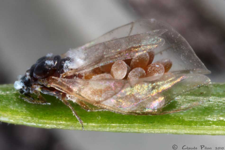 Photos espèces A à G