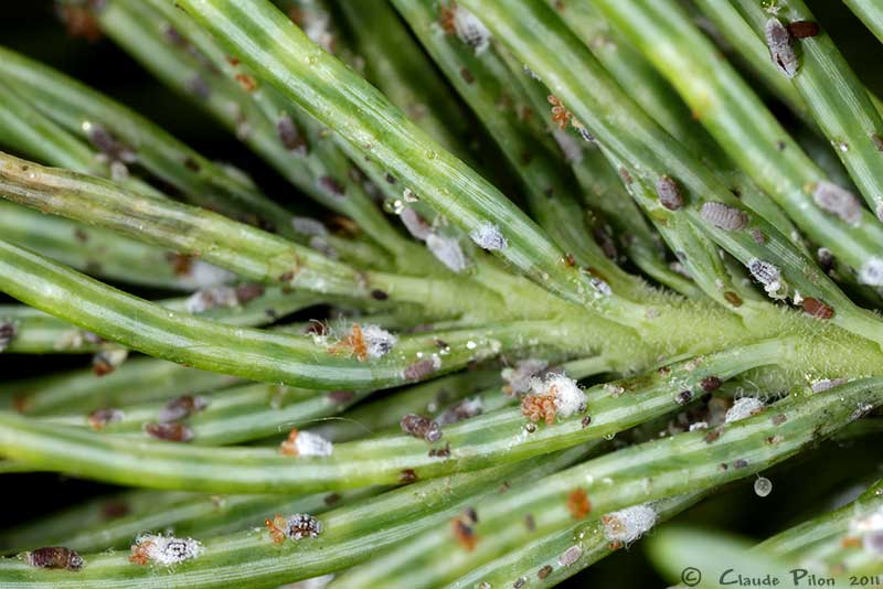 Photos espèces A à G