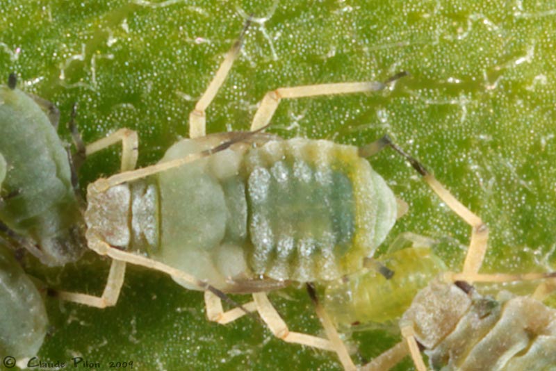 Photos espèces A à G