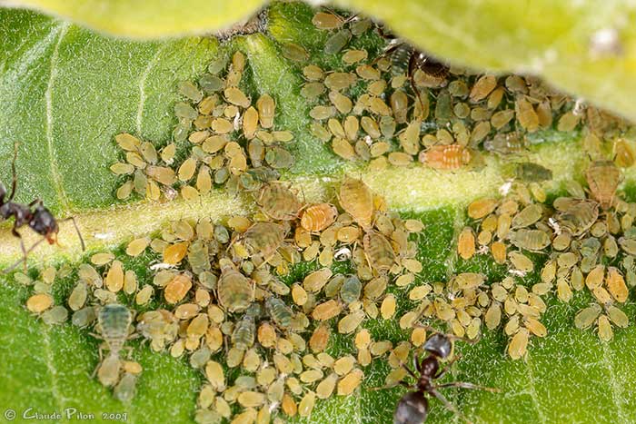 Photos espèces A à G