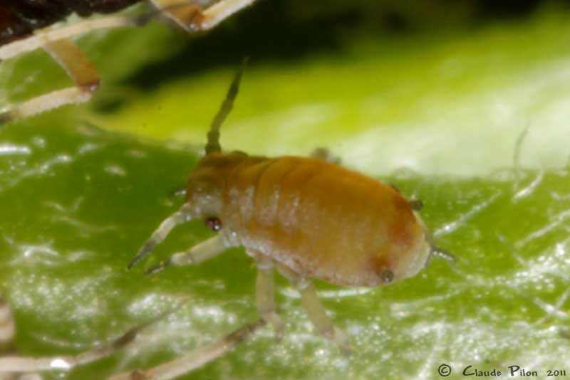 Photos espèces A à G