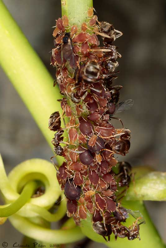 Photos espèces A à G