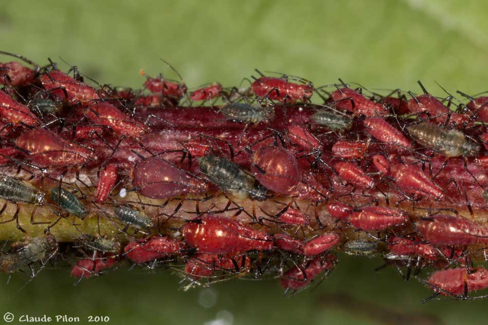 Puceron puce punaise