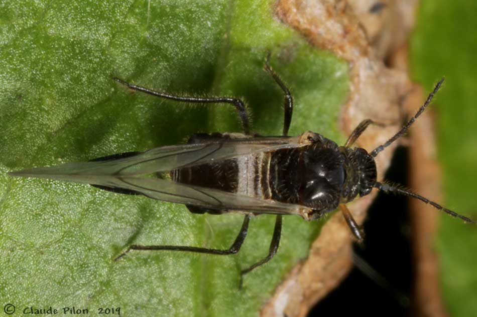 Puceron puce punaise