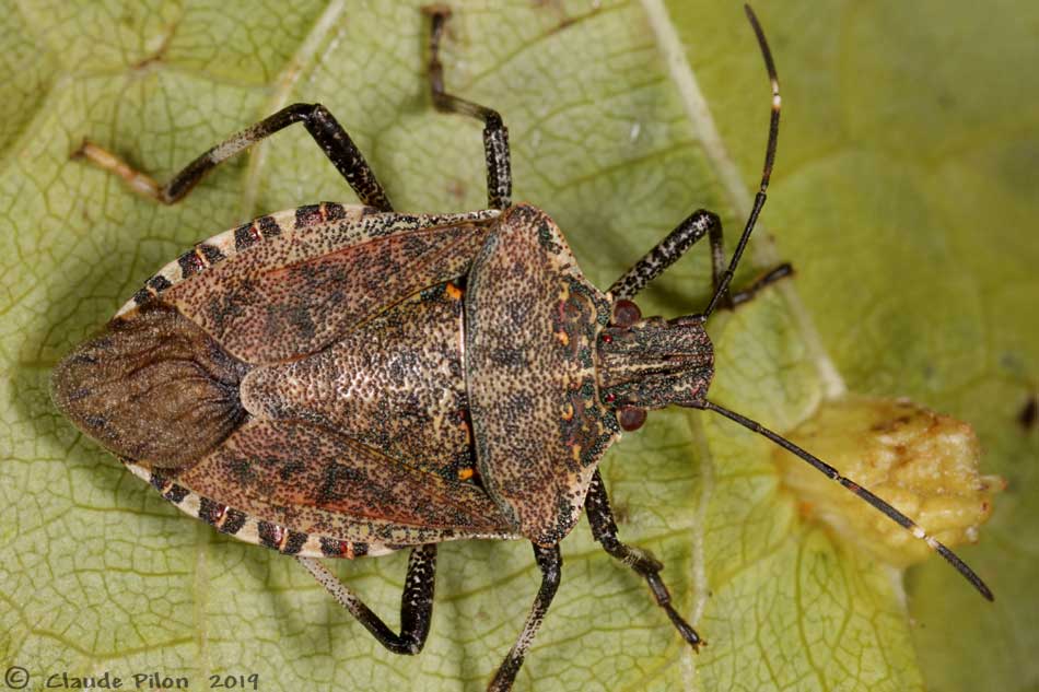 Puceron puce punaise