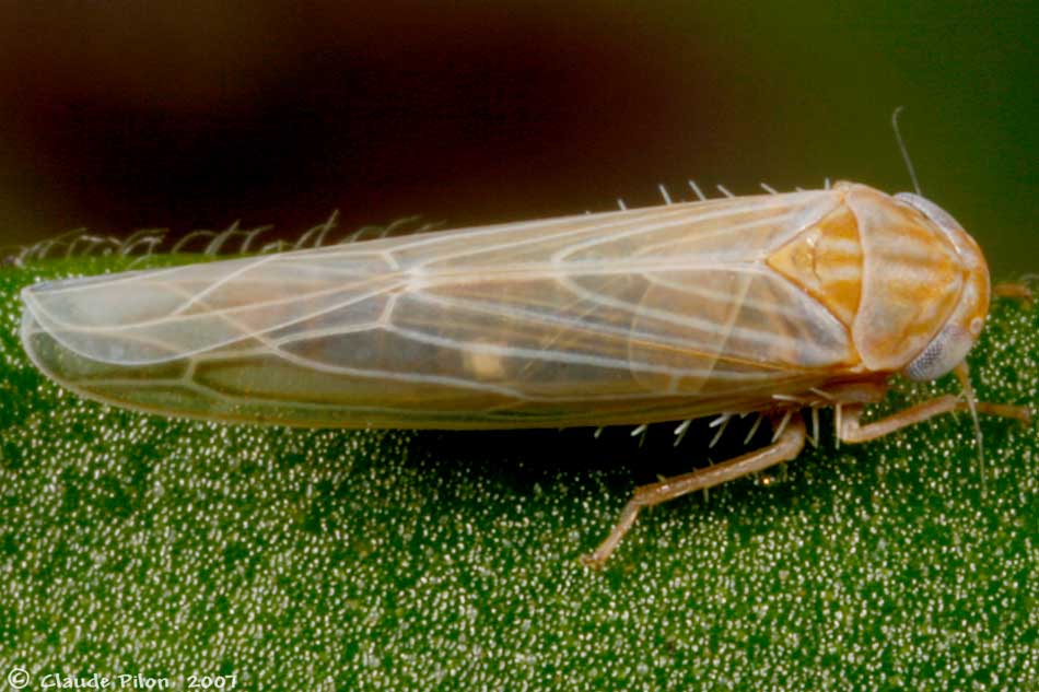 Deltocephalinae sous-famille liste des cicadelles Cicadellidae Hémiptères