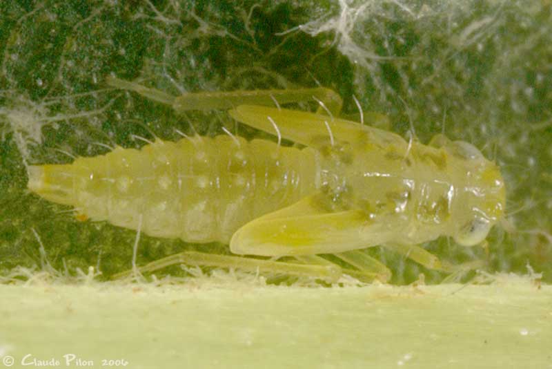 Photos de cicadelles E à H Cicadellidae Hémiptères