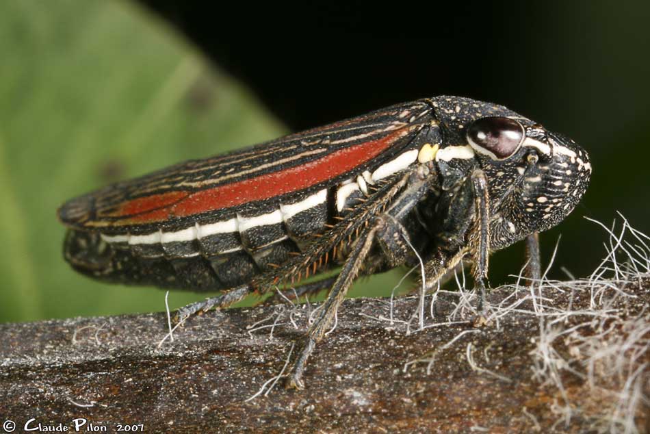 Cuerna sp. description cicadelles Cicadellidae Hémiptères