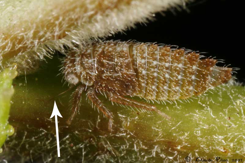 Hémiptères nymphes