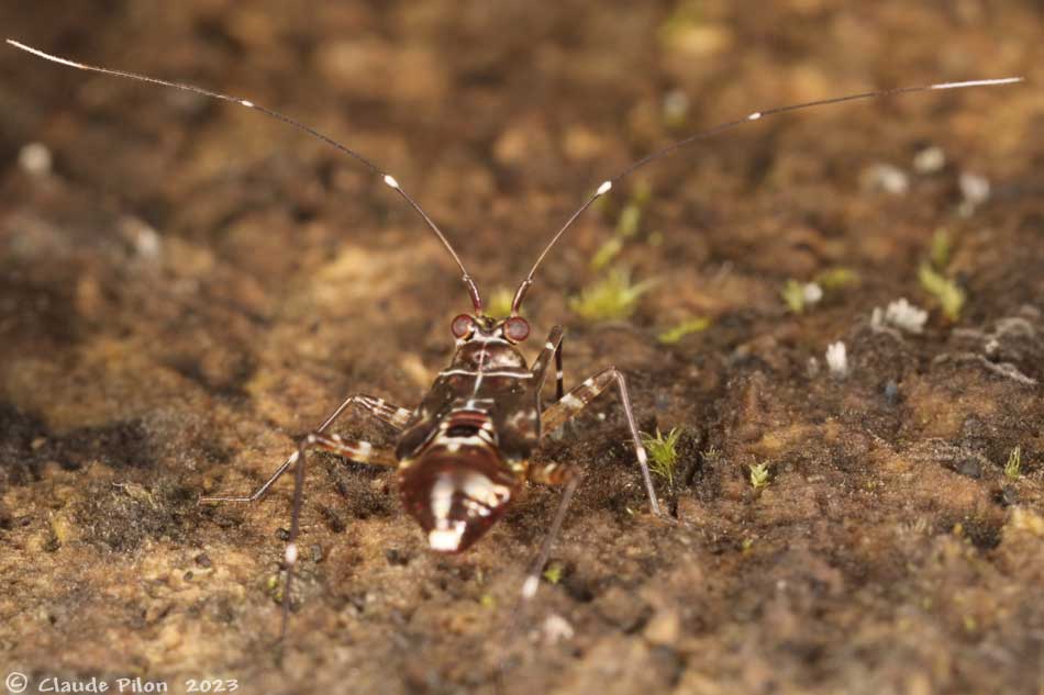 Cylapinae punaises Hétéroptère Hémiptère