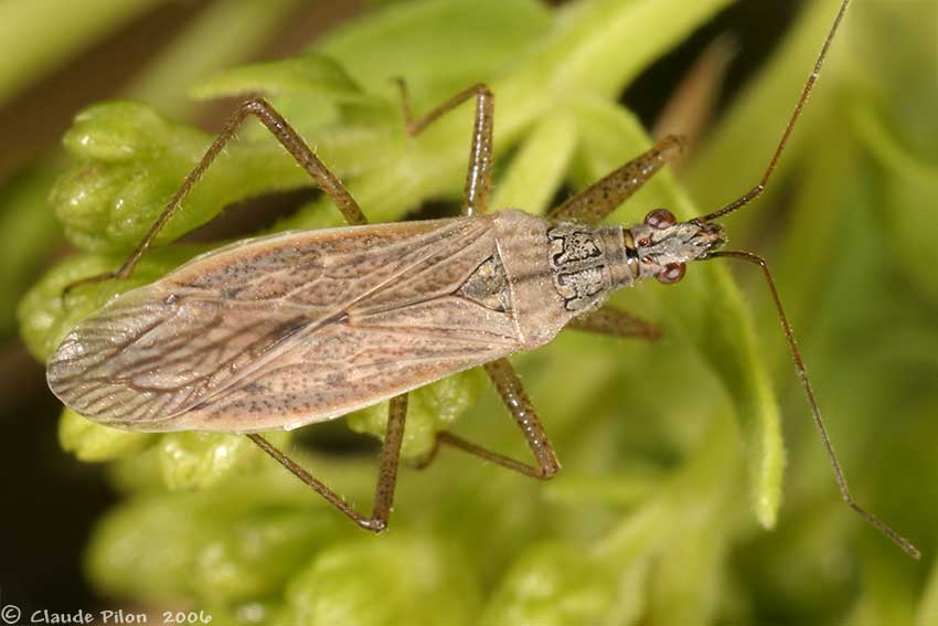 Photos de punaises Hétéroptère Hémiptère