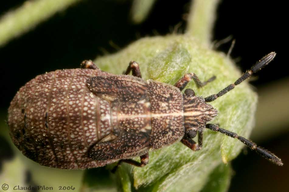 Photos de punaises Hétéroptère Hémiptère