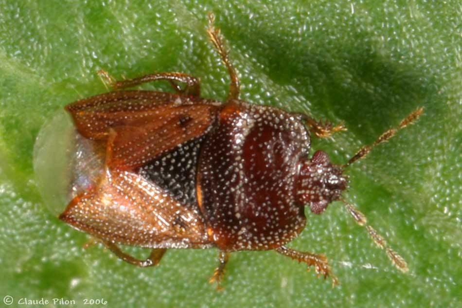 Photos de punaises Hétéroptère Hémiptère