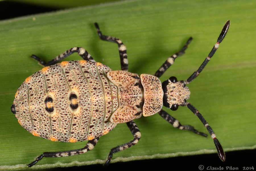 Photos de punaises Hétéroptère Hémiptère