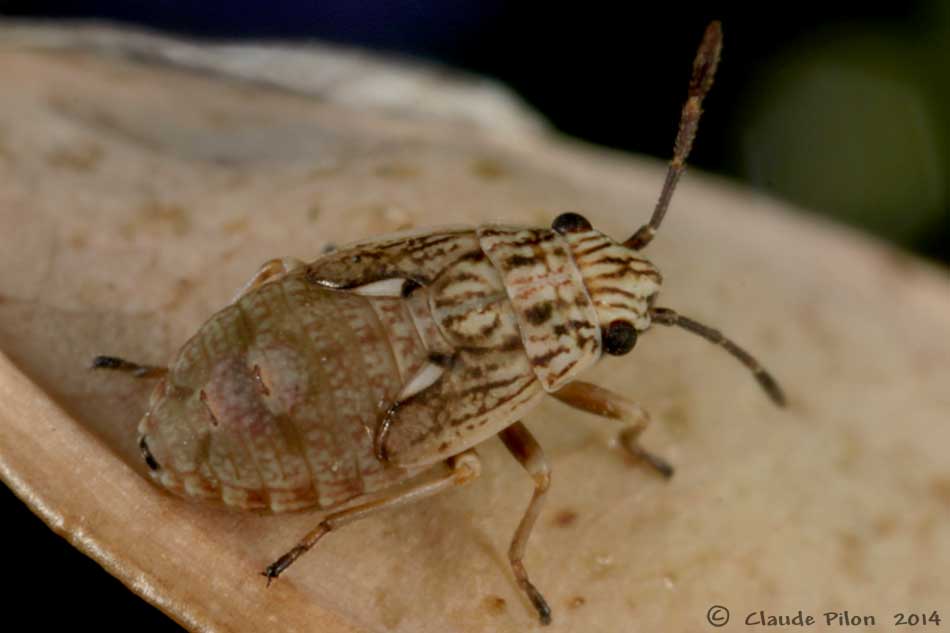 Photos de punaises Hétéroptère Hémiptère