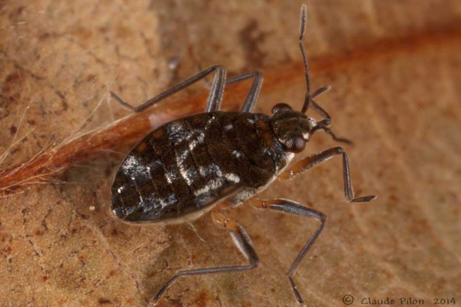 Photos de punaises Hétéroptère Hémiptère