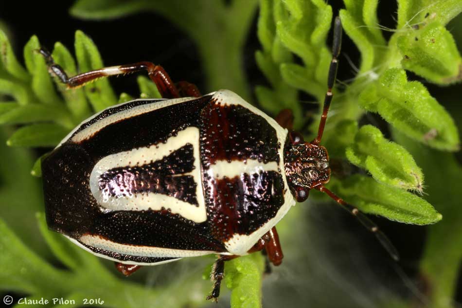 Photos de punaises Hétéroptère Hémiptère