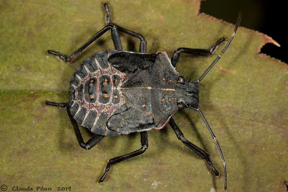 Photos de punaises Hétéroptère Hémiptère