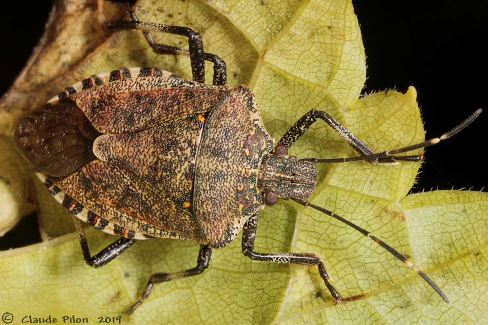 Photos de punaises Hétéroptère Hémiptère