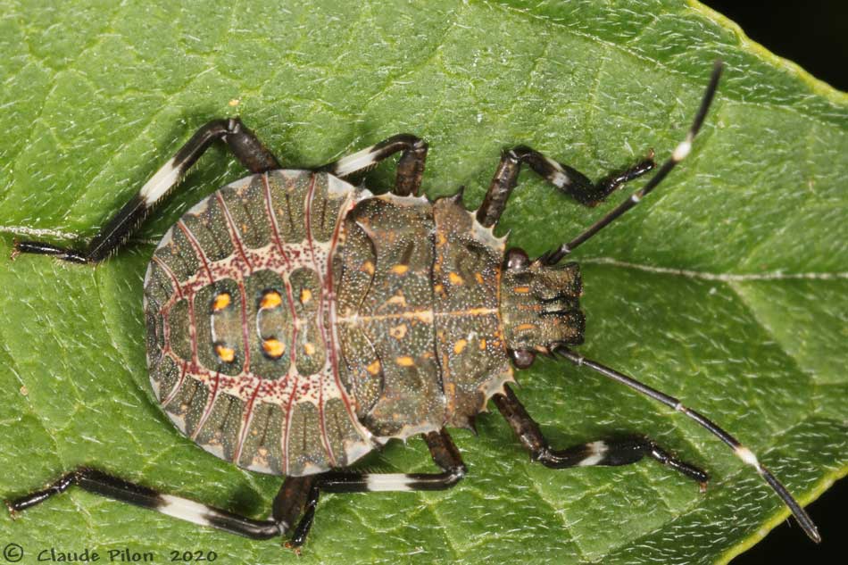 Photos de punaises Hétéroptère Hémiptère