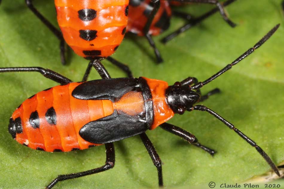 Photos de punaises Hétéroptère Hémiptère