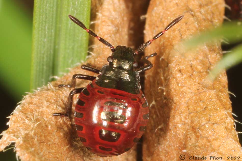 Photos de punaises Hétéroptère Hémiptère