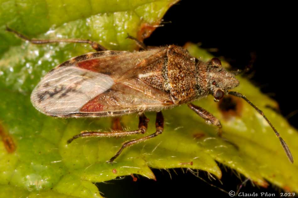 Photos de punaises Hétéroptère Hémiptère