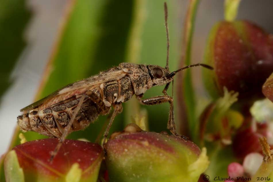 Lygaeidae punaises Hétéroptère Hémiptère