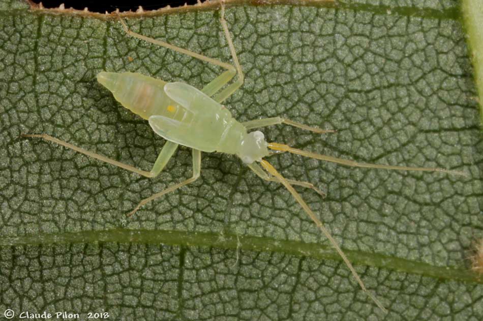 Miridae Orthotylinae punaises Hétéroptère Hémiptère