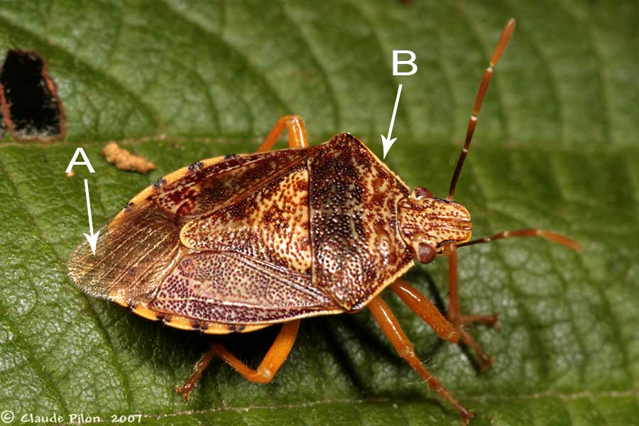 Pentatomidae punaises Hétéroptère Hémiptère