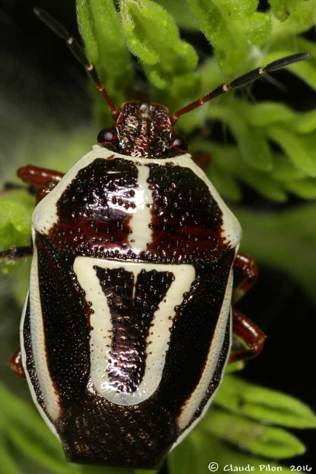 Pentatomidae punaises Hétéroptère Hémiptère