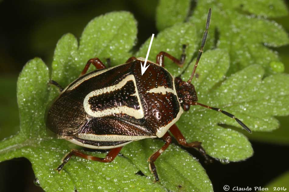 Pentatomidae punaises Hétéroptère Hémiptère