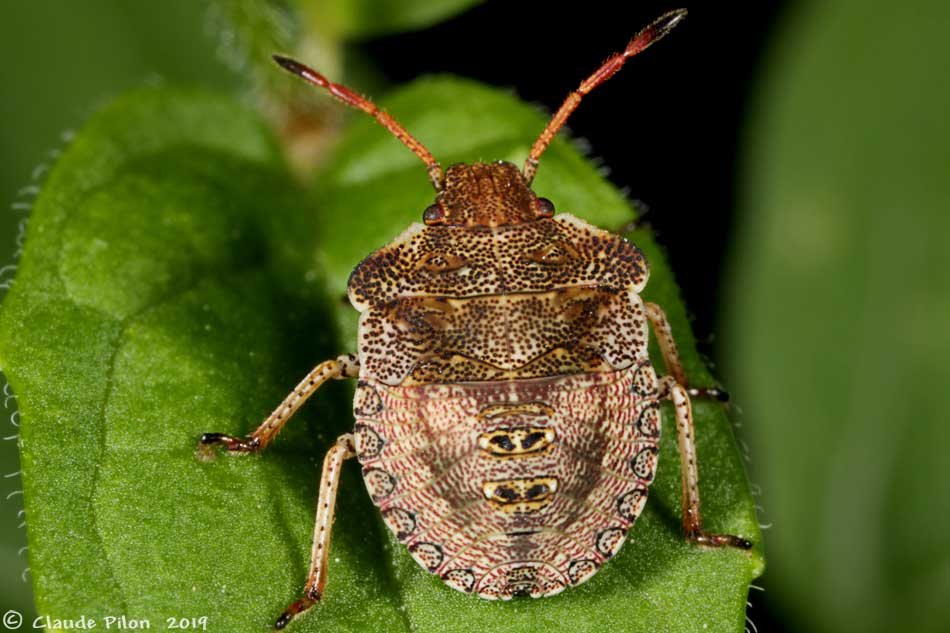 Pentatomidae punaises Hétéroptère Hémiptère