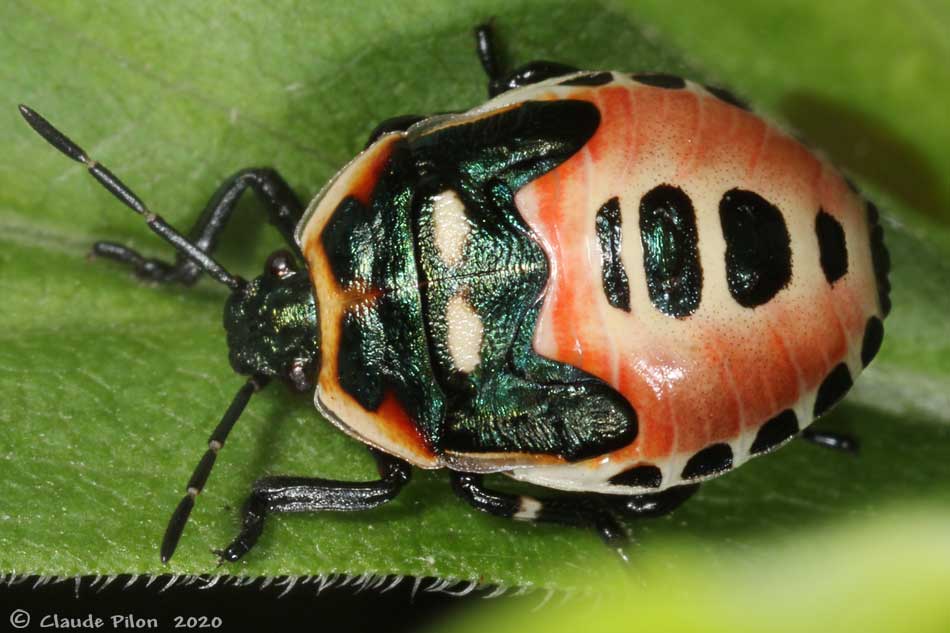 Pentatomidae punaises Hétéroptère Hémiptère