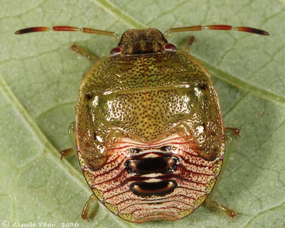 Pentatomidae punaises Hétéroptère Hémiptère