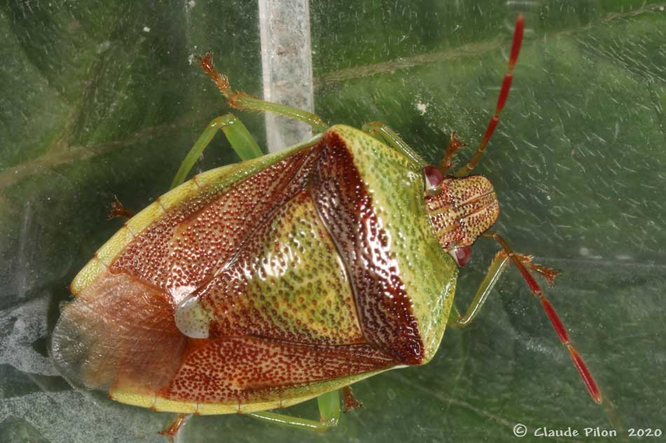 Pentatomidae punaises Hétéroptère Hémiptère