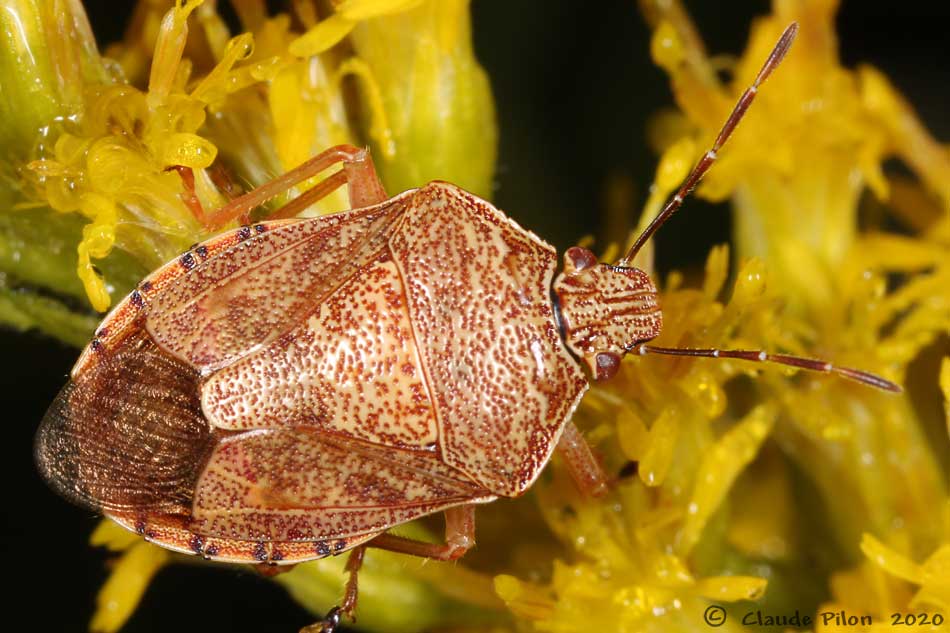 Pentatomidae punaises Hétéroptère Hémiptère