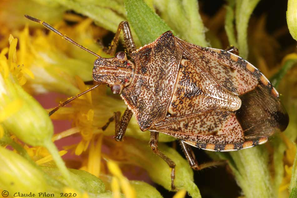 Pentatomidae punaises Hétéroptère Hémiptère