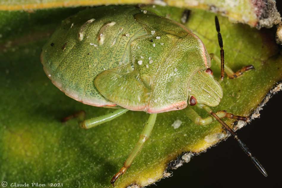 Pentatomidae punaises Hétéroptère Hémiptère