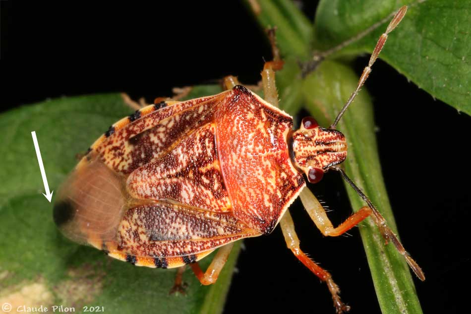 Pentatomidae punaises Hétéroptère Hémiptère