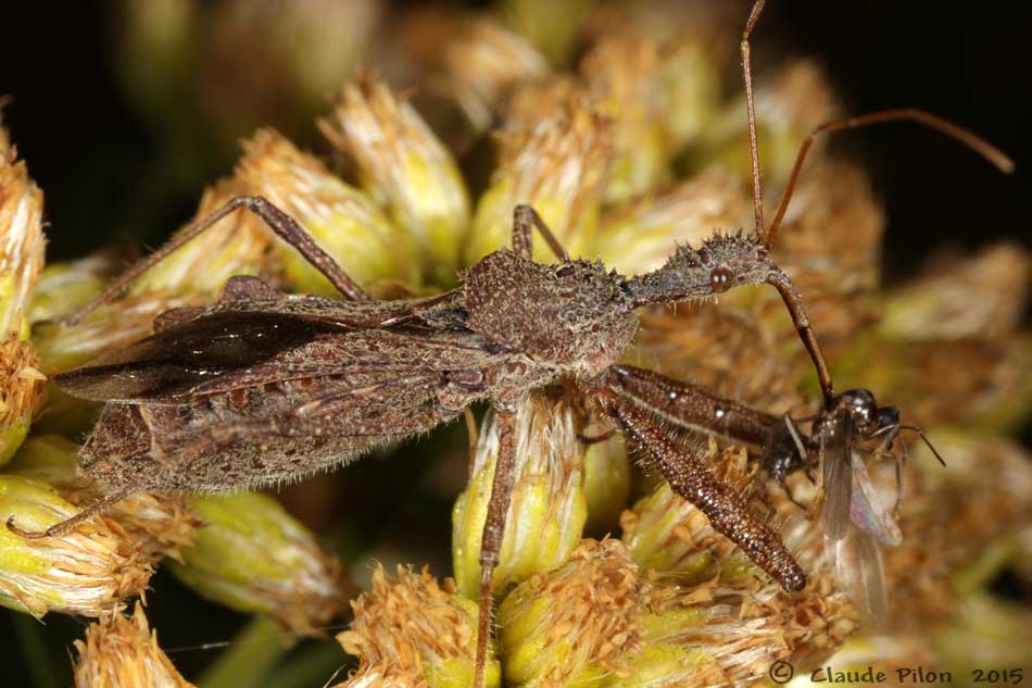 Reduviidae punaises Hétéroptère Hémiptère