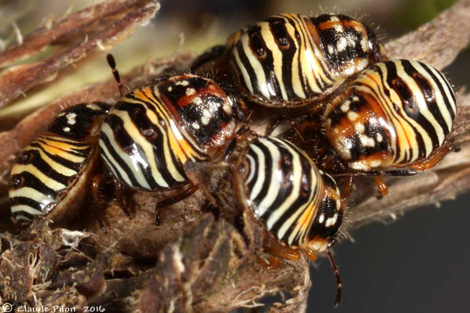 Thyanta custator accerra punaises Hétéroptère Hémiptère